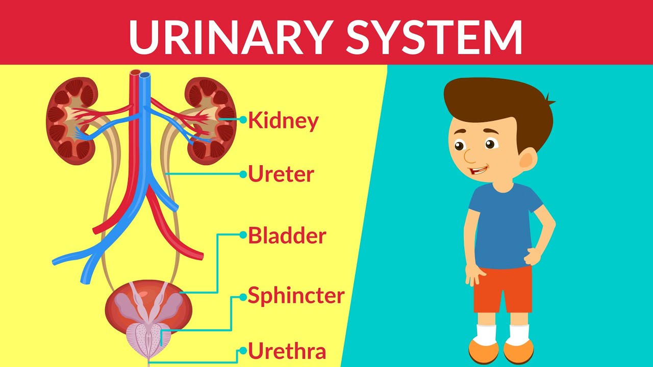 Know about Pediatric Urology - ReSCUE Urology Hospital Blog
